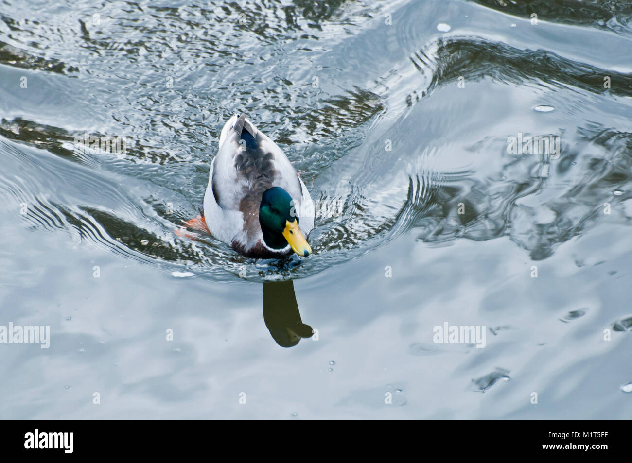 Mallard duck swimming in the river, from above Stock Photo - Alamy