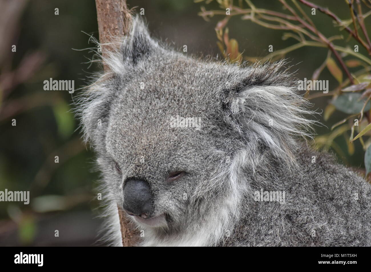 Koala head hi-res stock photography and images - Alamy