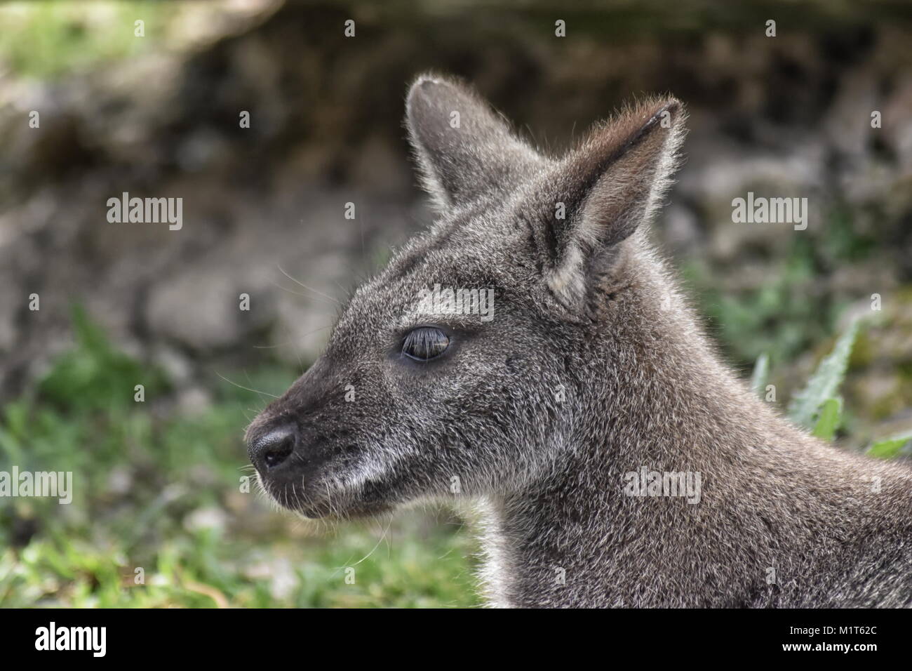 Closeup of kangaroo face hi-res stock photography and images - Alamy