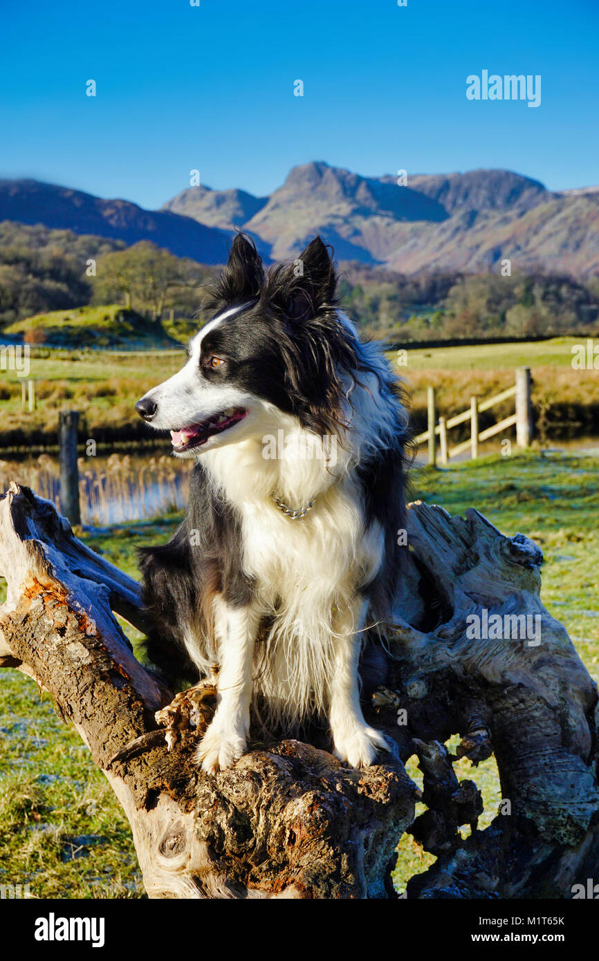 Border collie sitting hi-res stock photography and images - Alamy