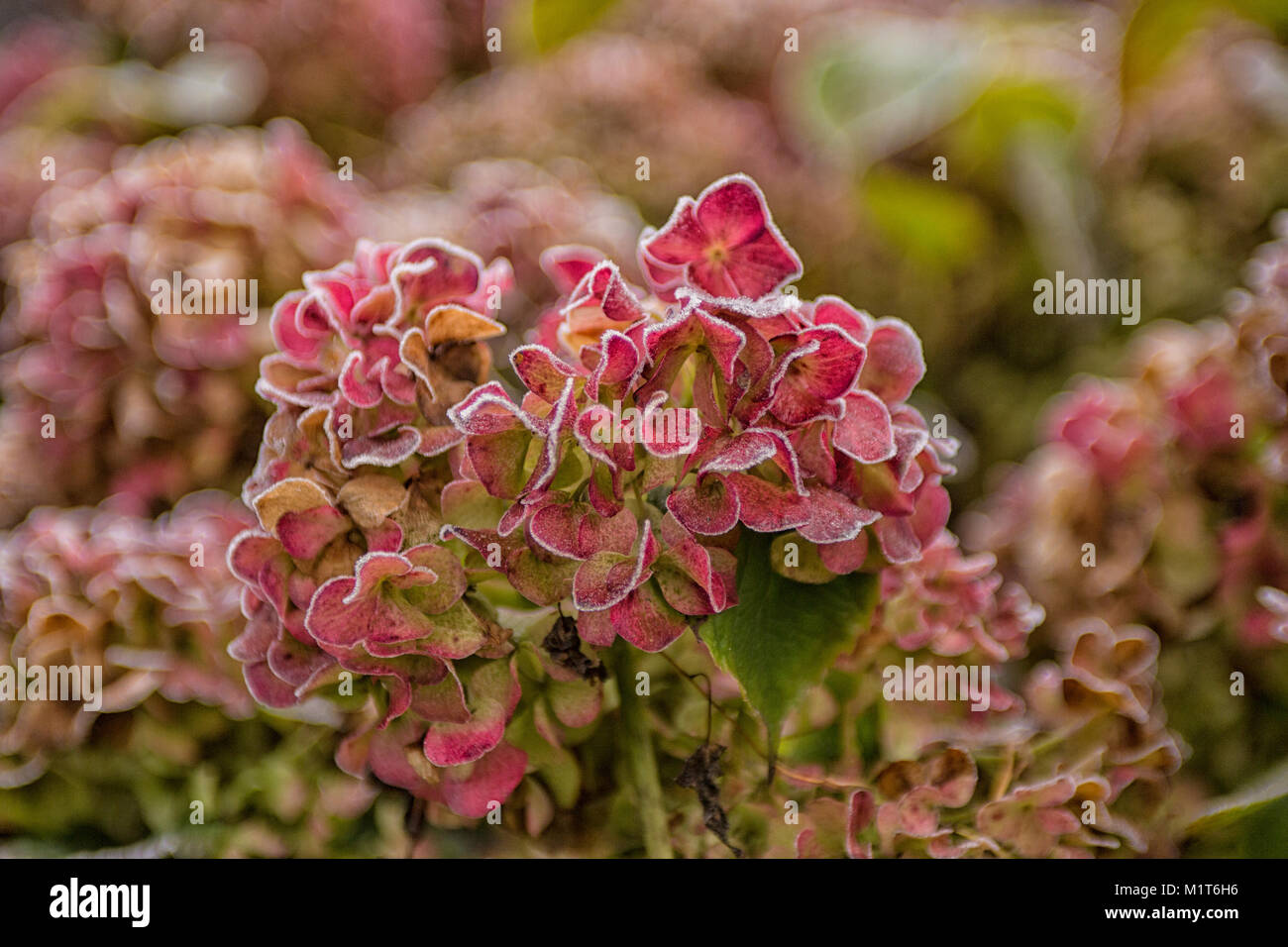 The icy flowers of the winter - frosted hydrangea with ripe Stock Photo ...