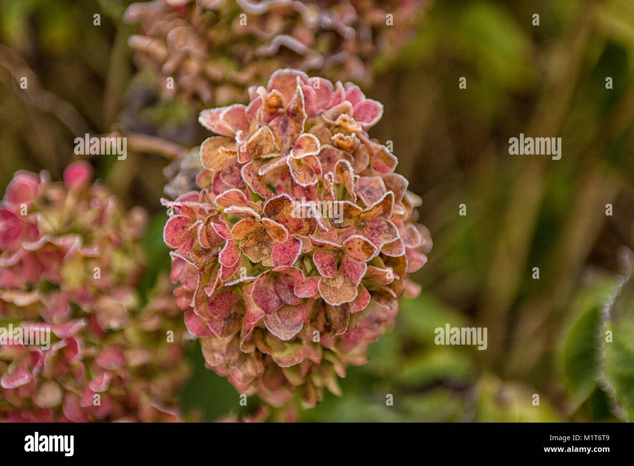 The icy flowers of the winter - frosted hydrangea with ripe Stock Photo ...
