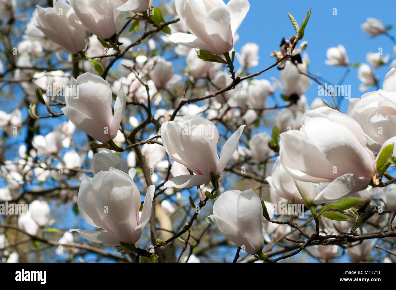 Sayonara hi-res stock photography and images - Alamy