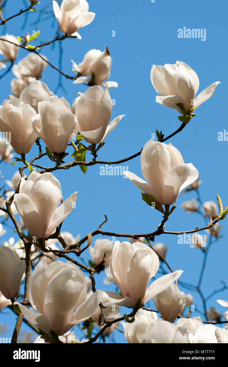 Sayonara hi-res stock photography and images - Alamy