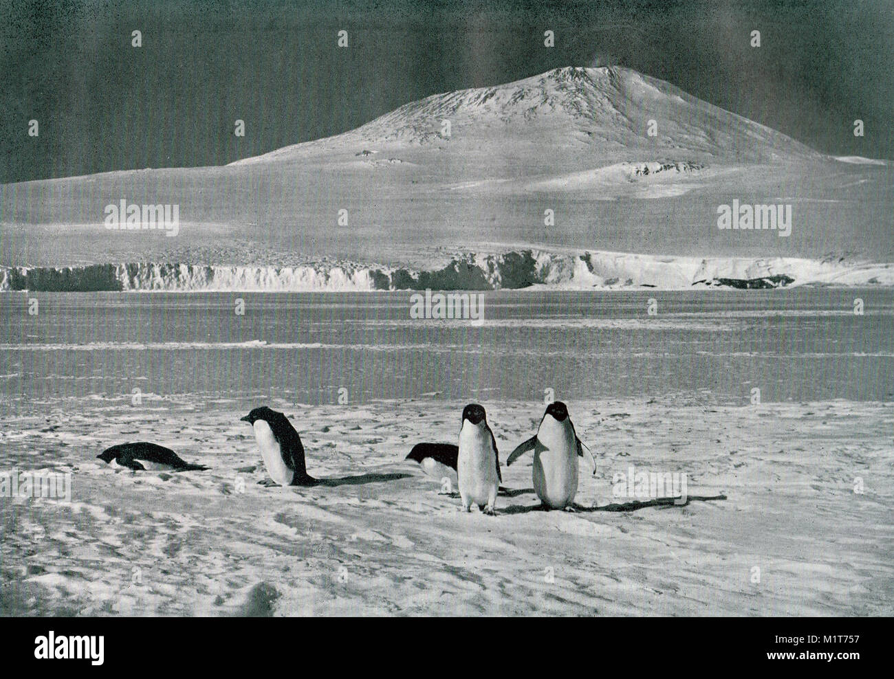 Penguins at Mount Erebus, Ross island, Antarctica. Scott's final ...