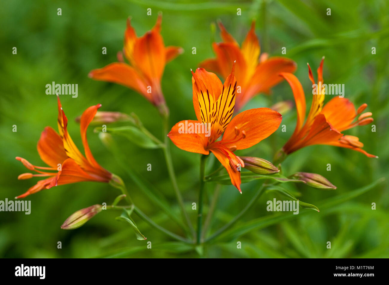 Alstroemeria, Peruvian Lily or Lily of the Incas Stock Photo - Alamy