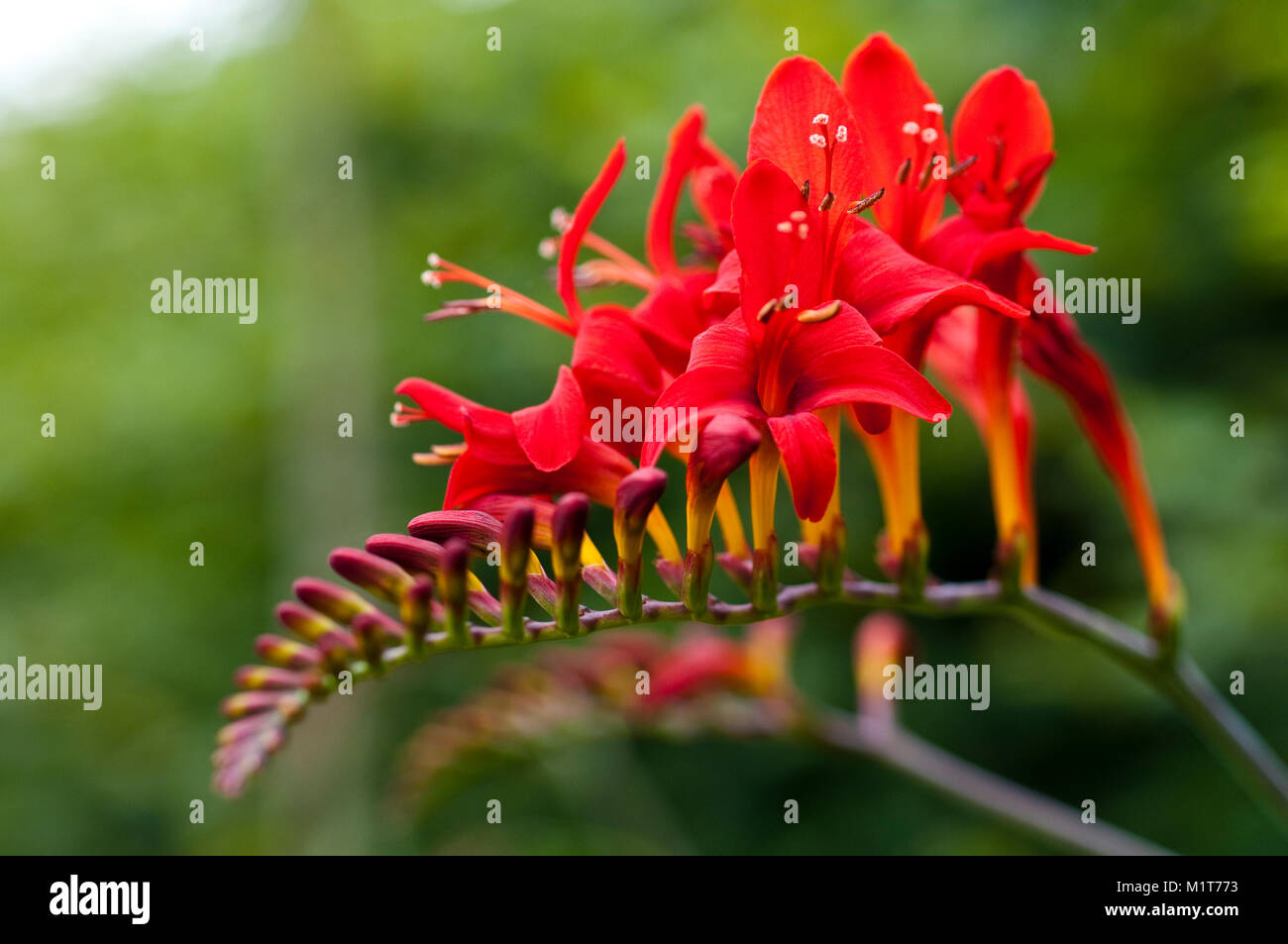 Crocosmia Lucifer Garden Plant High Resolution Stock Photography and ...
