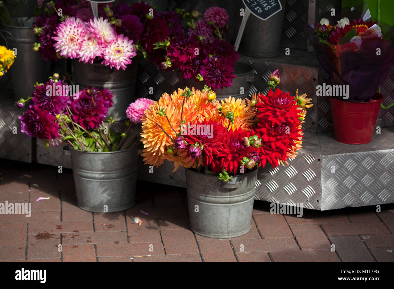 Orange and yellow dahlias bucket hi-res stock photography and images ...