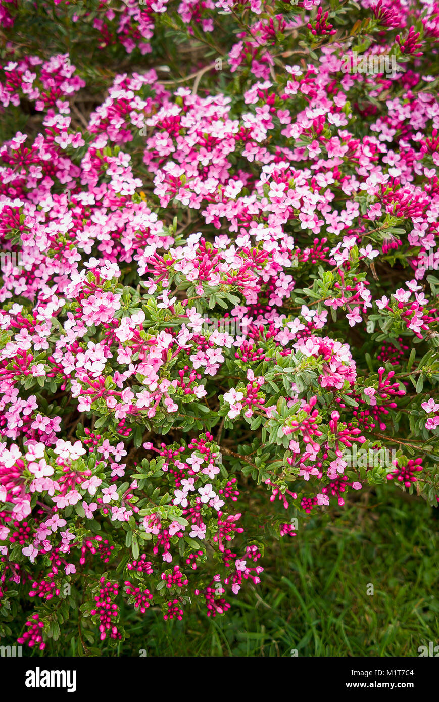Flowering daphne cneorum in an English garden in April Stock Photo - Alamy