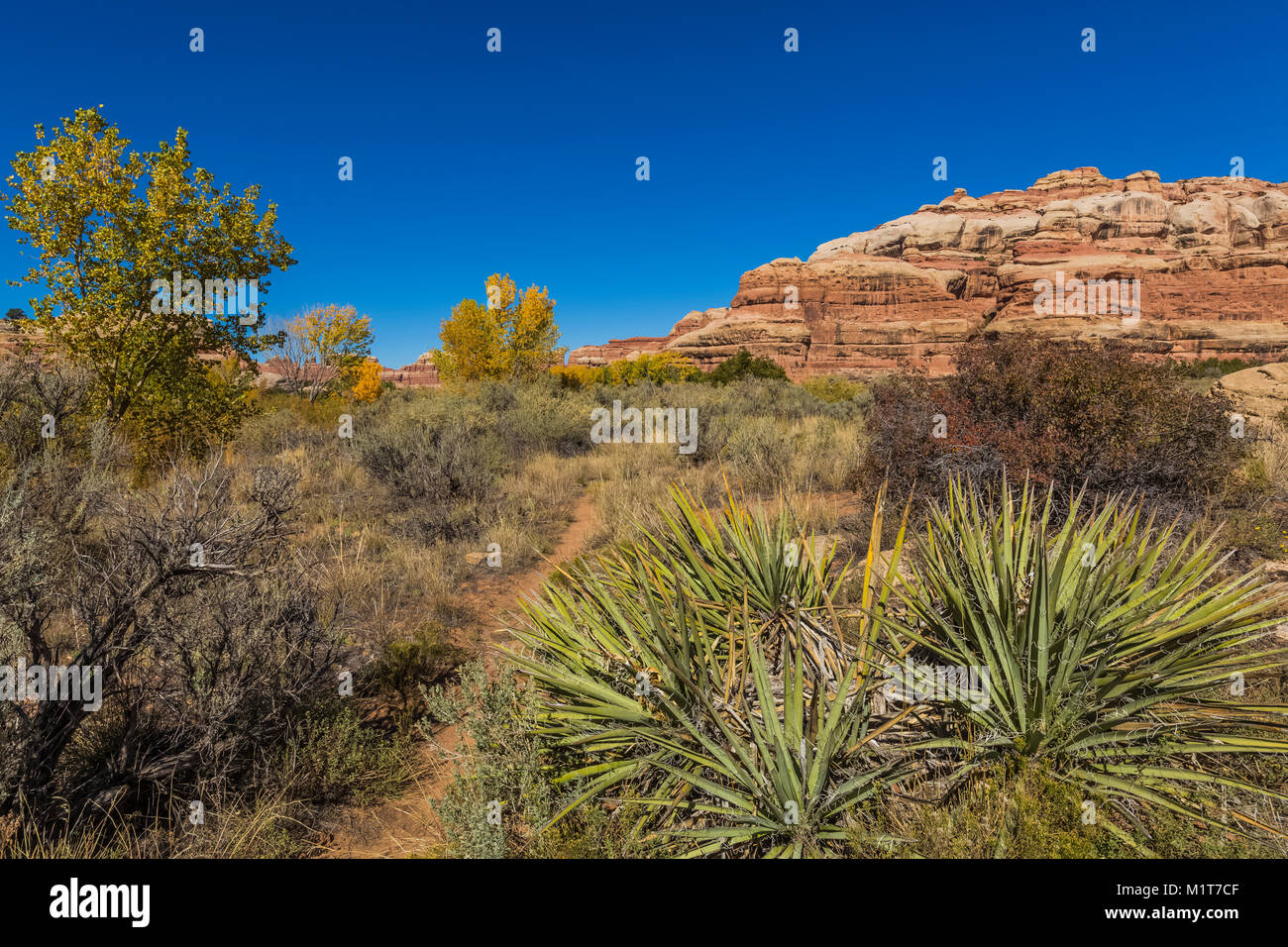 Yucca spp hi-res stock photography and images - Alamy