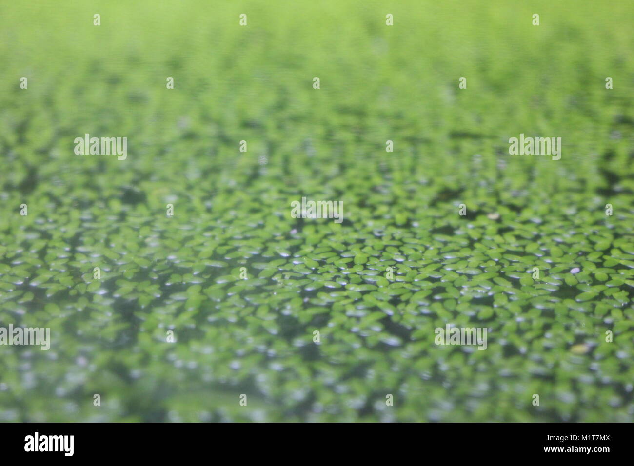A close up, shallow depth of field photo of a green algae on top of a ...