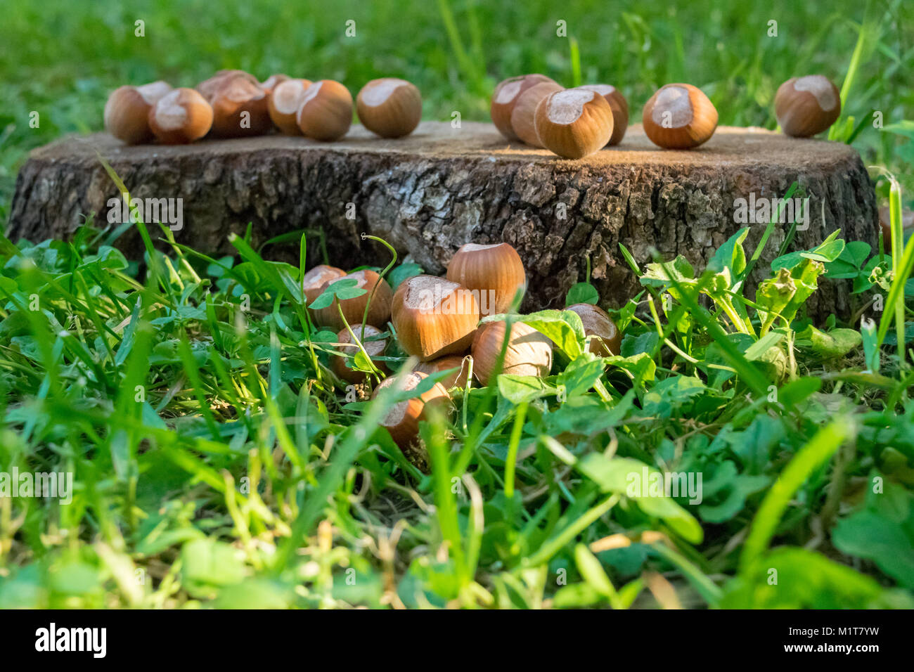 Hazel grass hi-res stock photography and images - Alamy