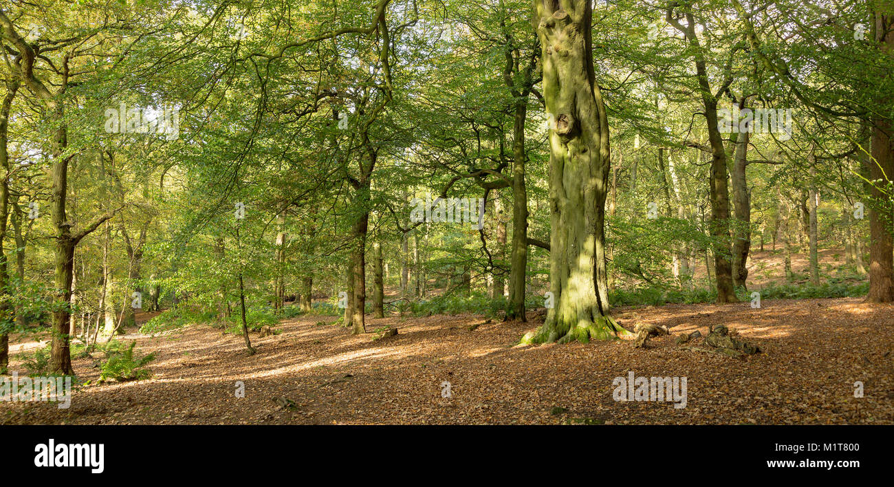 Typical British birch woodland in autumn Stock Photo - Alamy