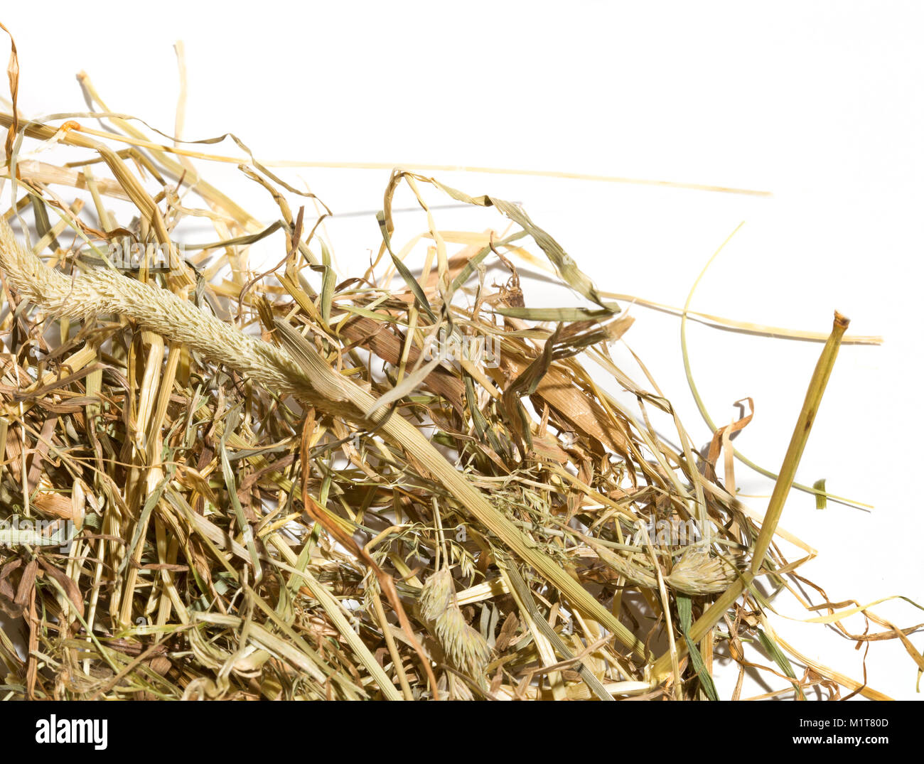 Dry grass hay on a white background Stock Photo - Alamy