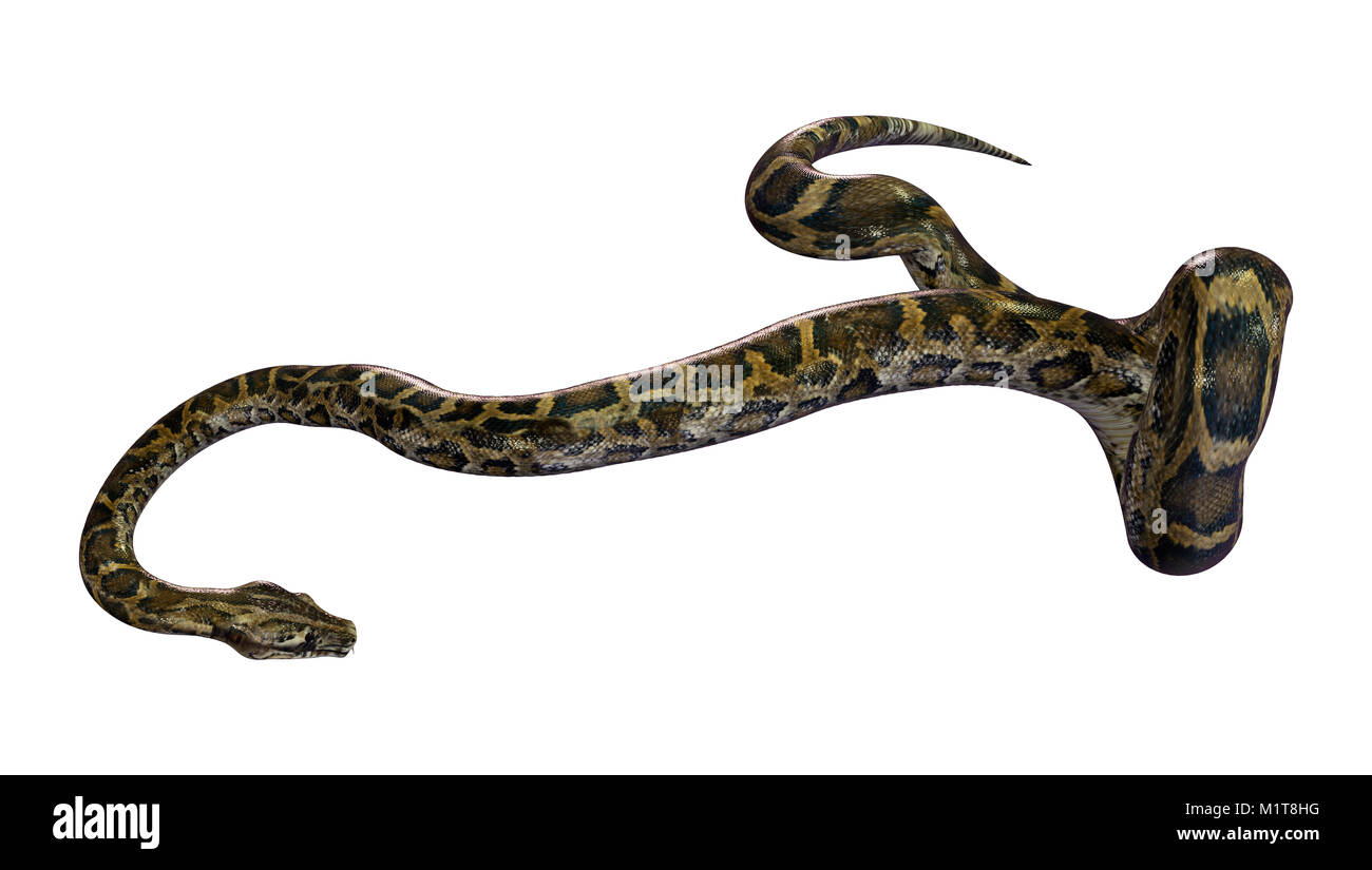3D rendering of a Burmese python or Python bivittatus, one of the ...