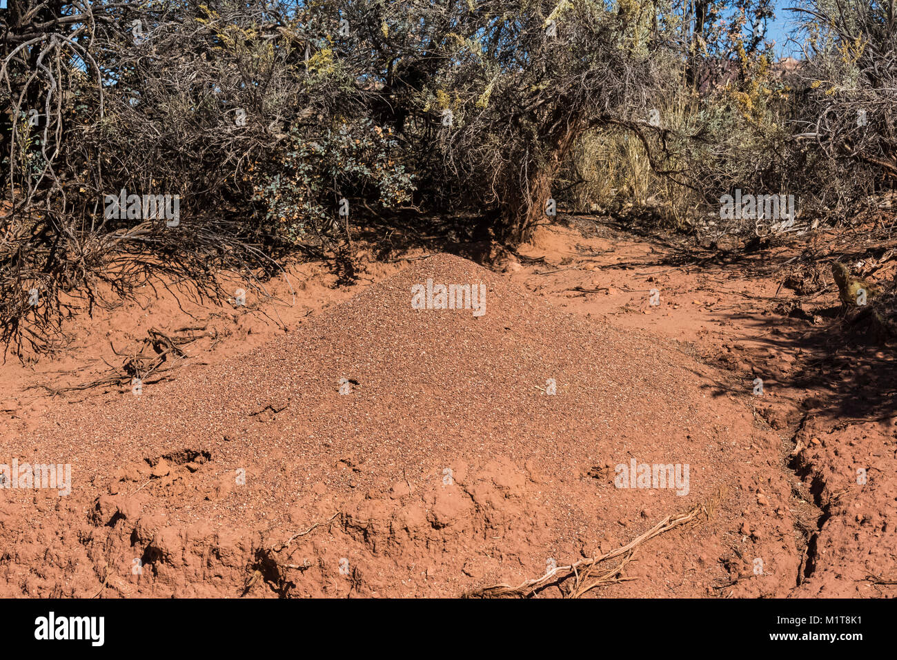 Excavated ant nest hi-res stock photography and images - Alamy