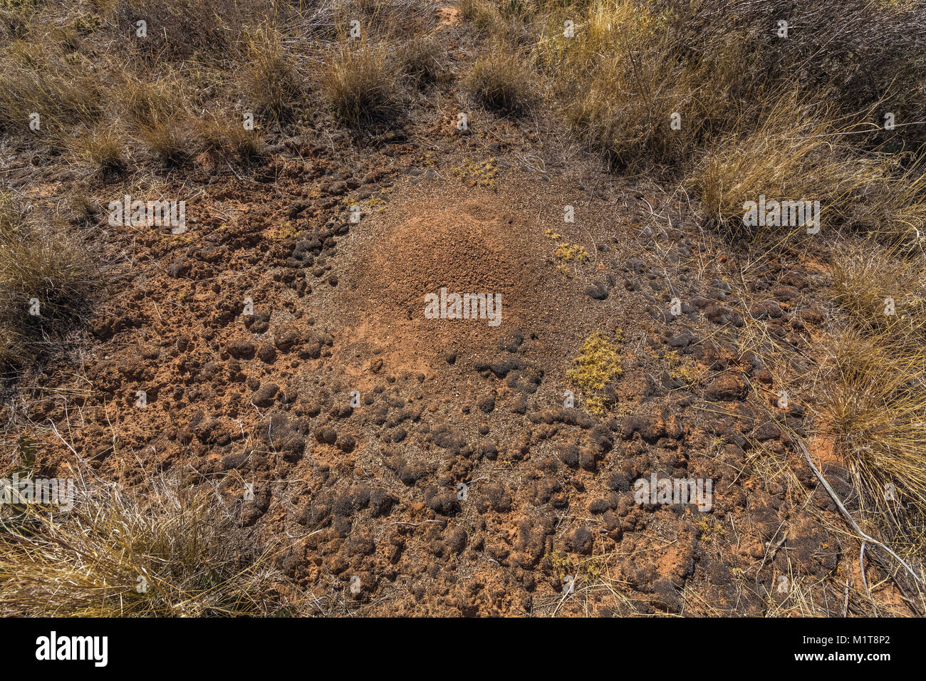 Excavated ant nest hi-res stock photography and images - Alamy