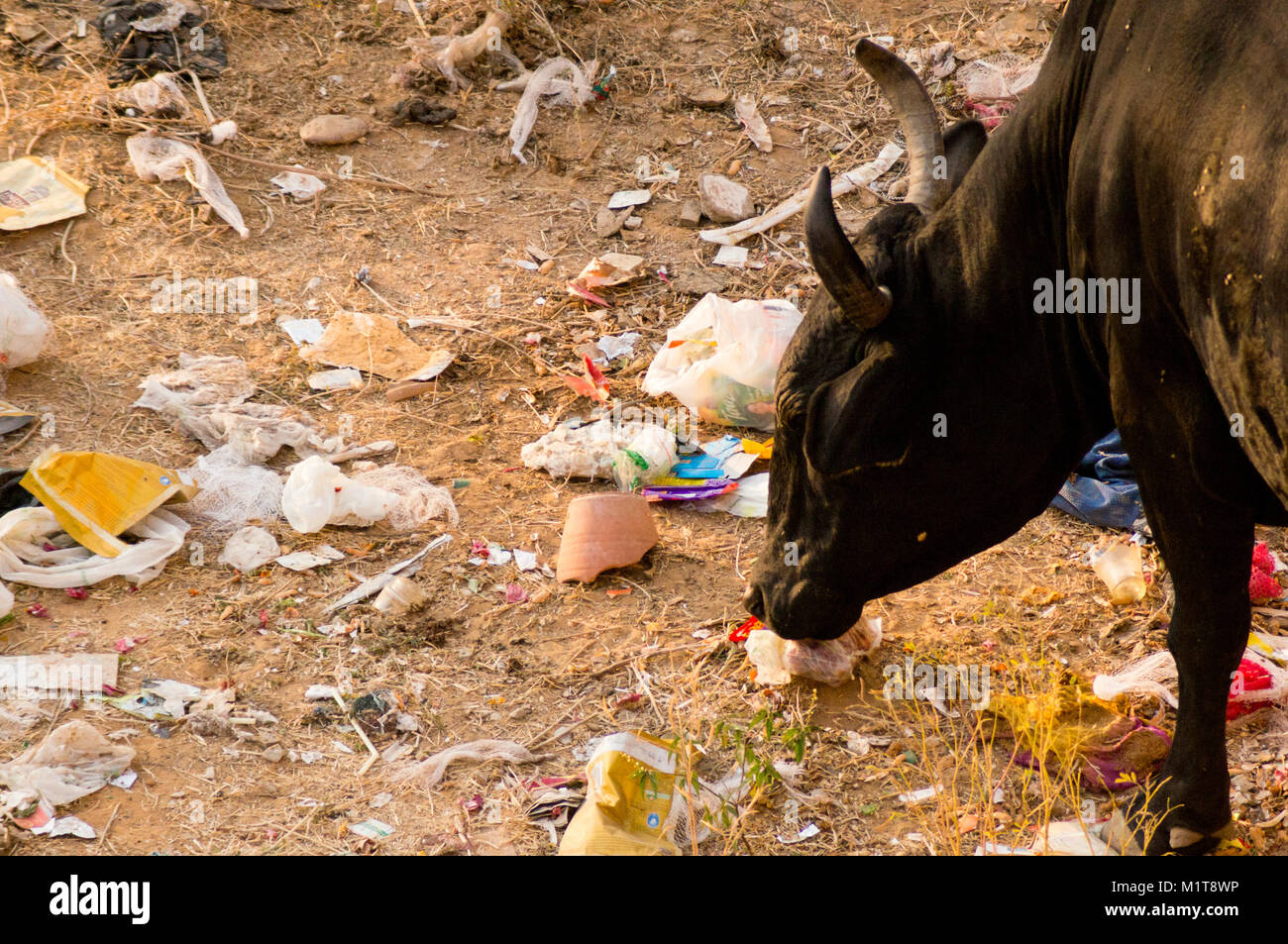 Cow eating plastic and garbage in india Stock Photo - Alamy