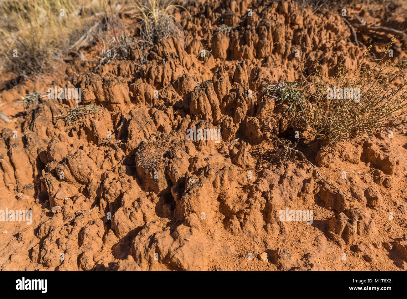 Fragile cryptobiotic soil crust within Salt Creek Canyon in The Needles ...