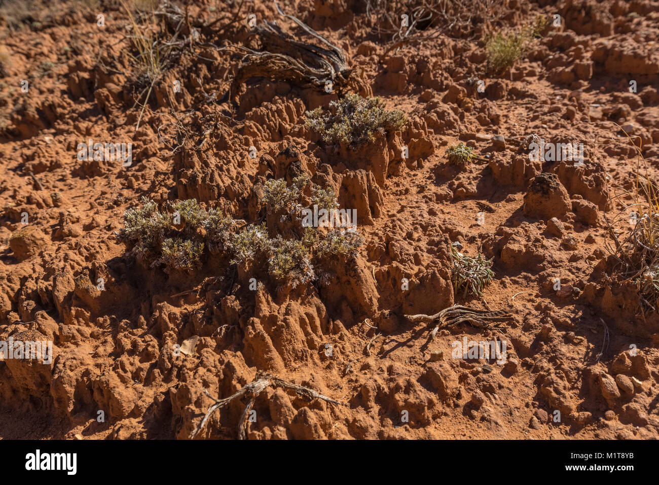 Biological soil hi-res stock photography and images - Alamy