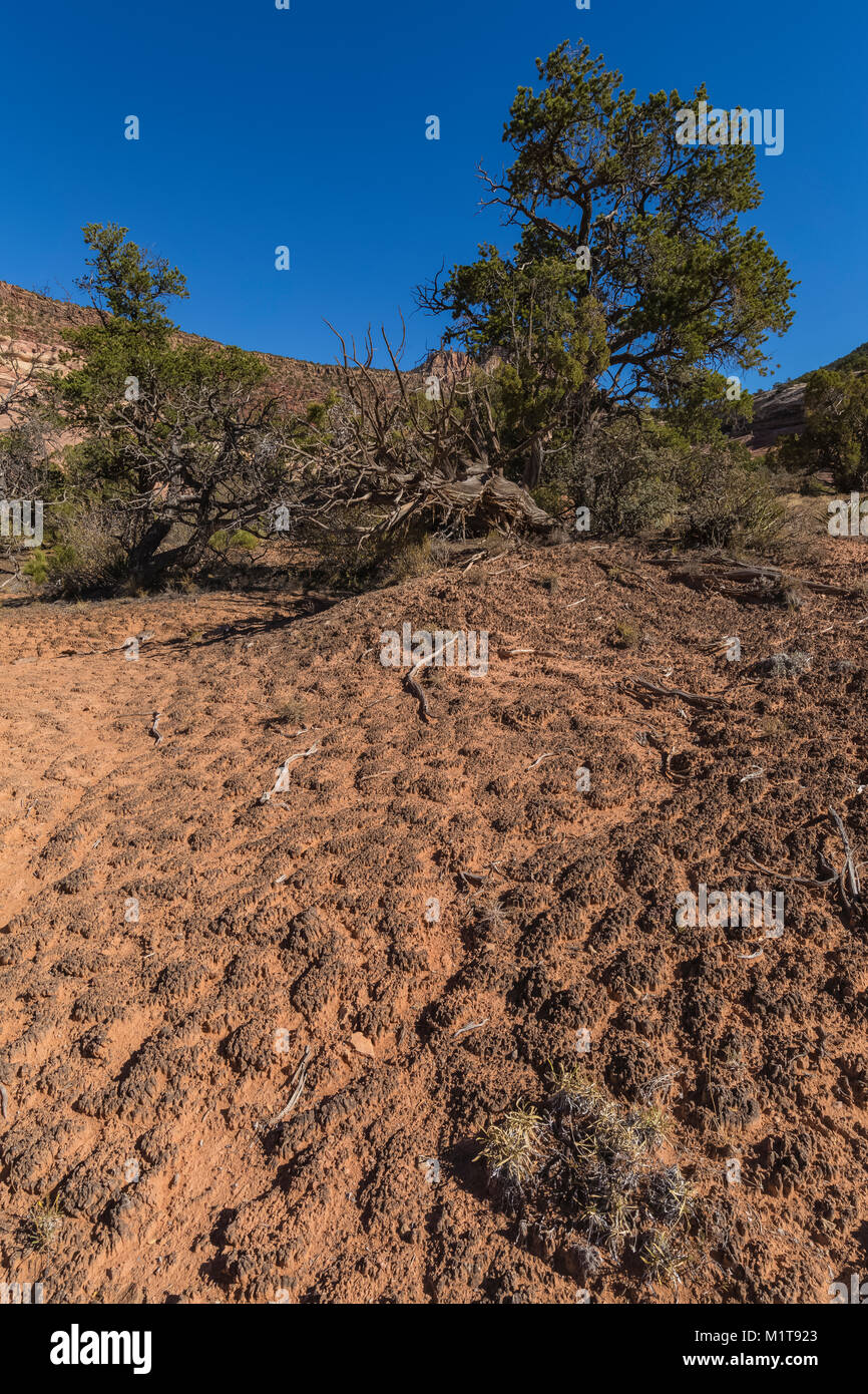 Soil crust utah hi-res stock photography and images - Alamy