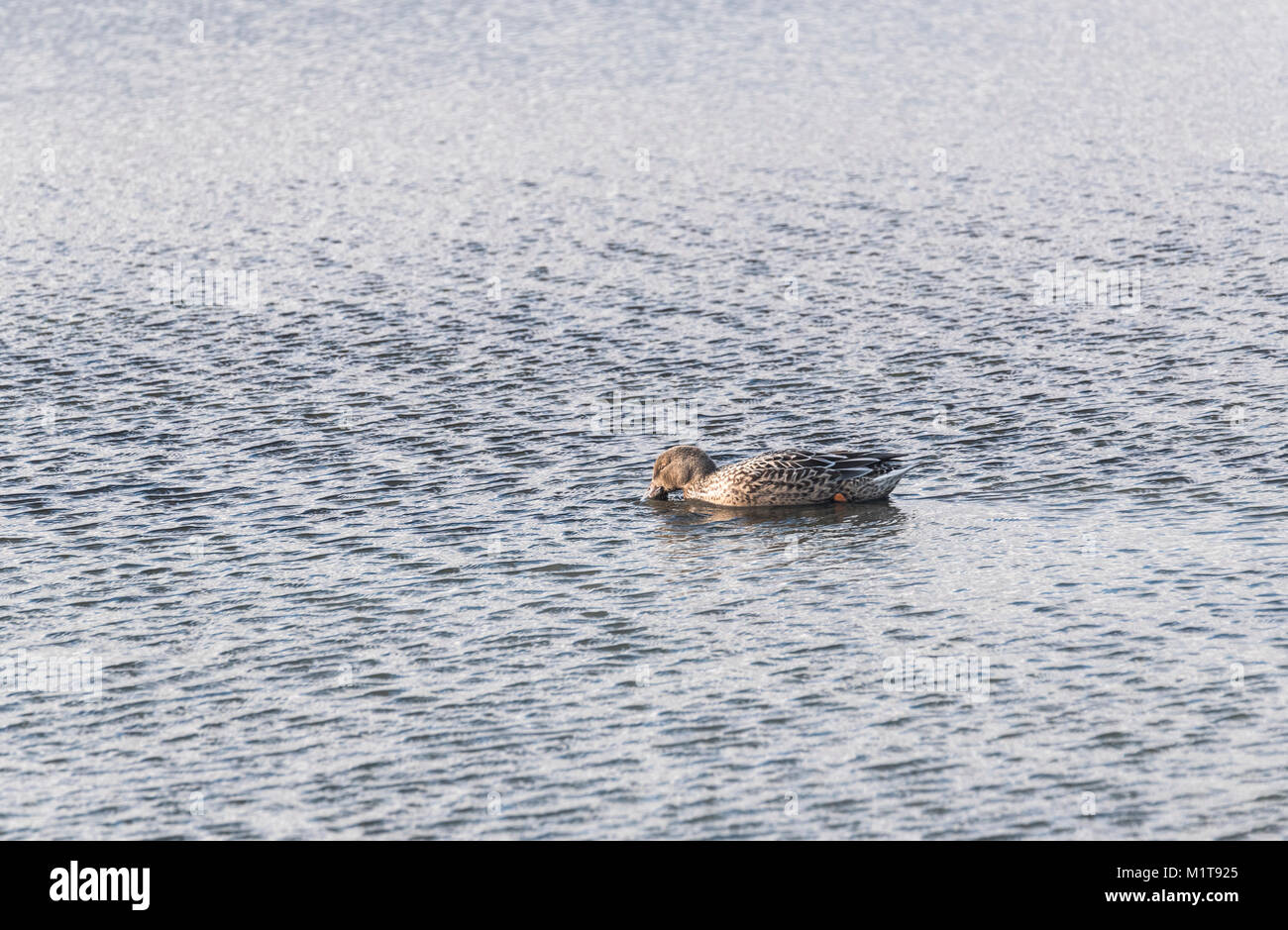 A female Shoveler duck (Anas/ Spatula clypeata) swimming Stock Photo ...