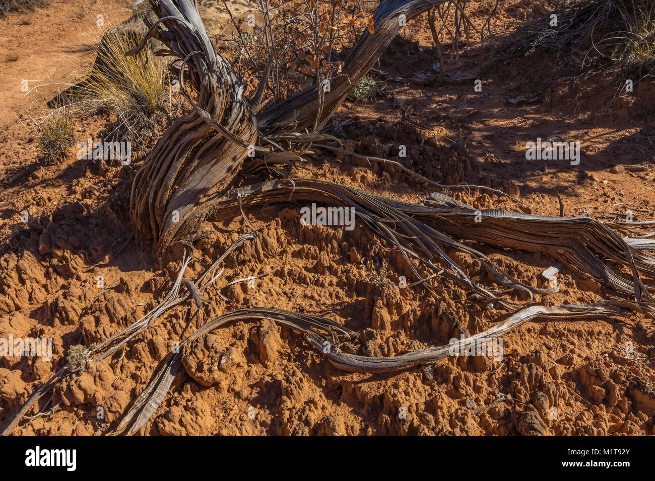 Fragile cryptobiotic soil crust within Salt Creek Canyon in The Needles ...