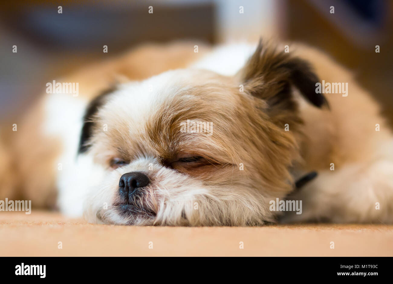 Close up head shot of cute UK pet dog isolated indoors sleeping chin on ...