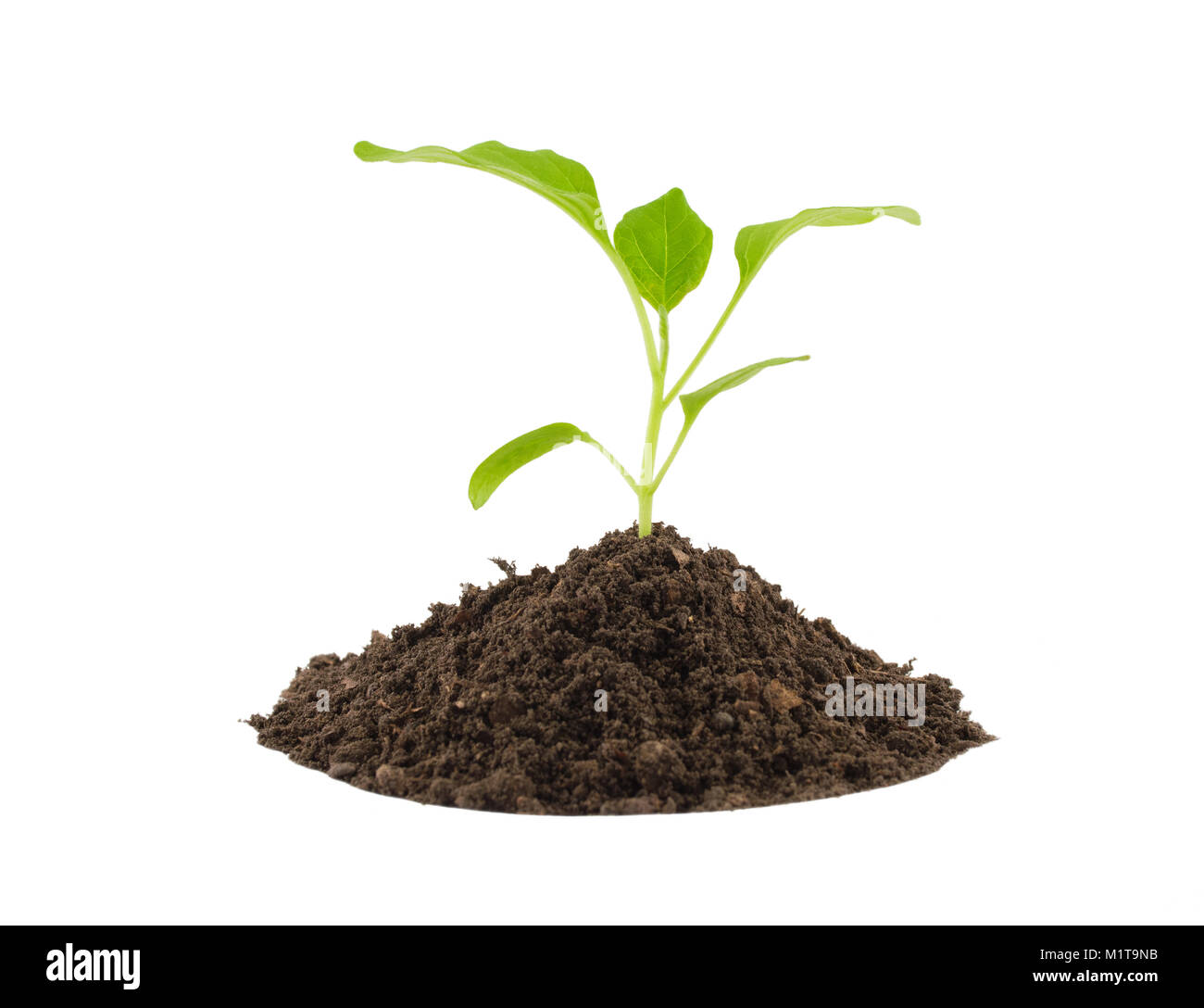 Eggplant seedling isolated on a white background Stock Photo - Alamy
