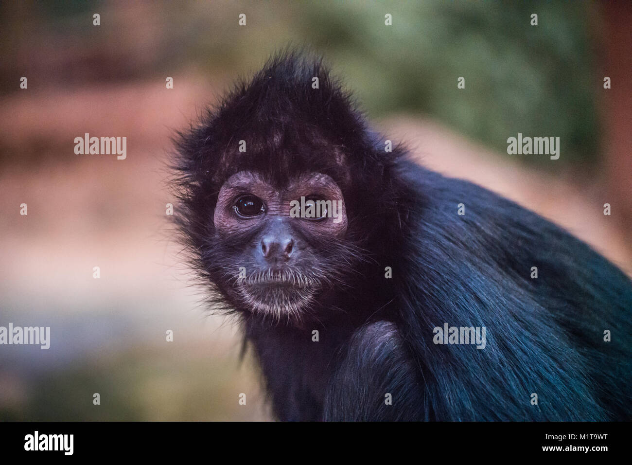 Spider Monkey portrait Stock Photo - Alamy