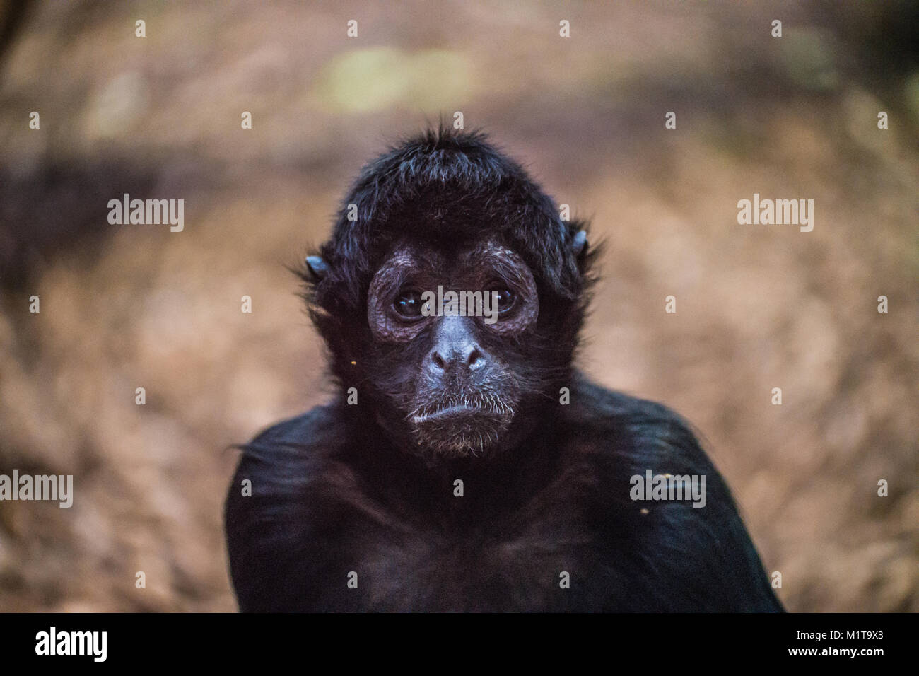 Spider Monkey portrait Stock Photo - Alamy