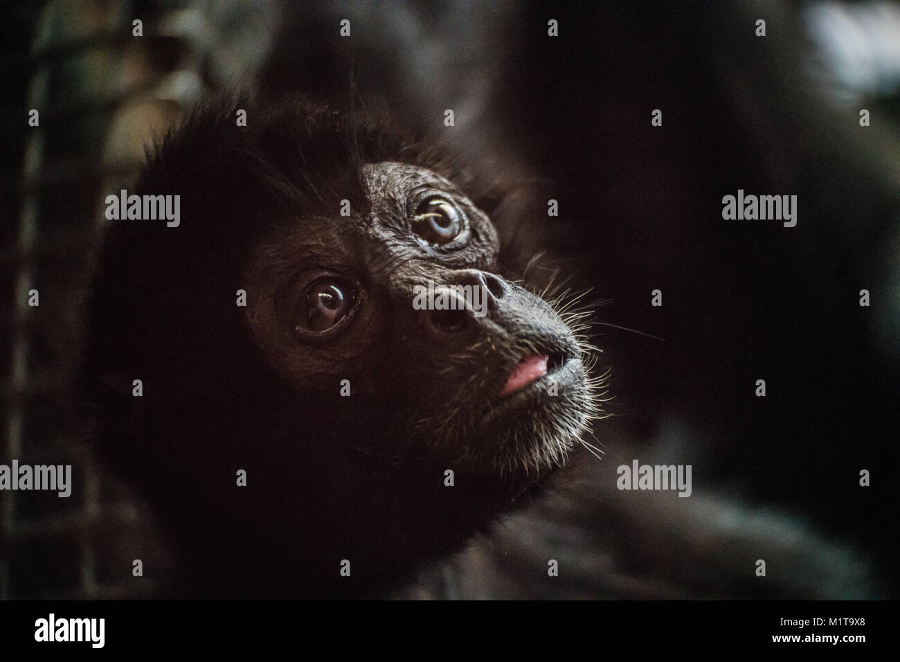 Spider Monkey portrait Stock Photo - Alamy