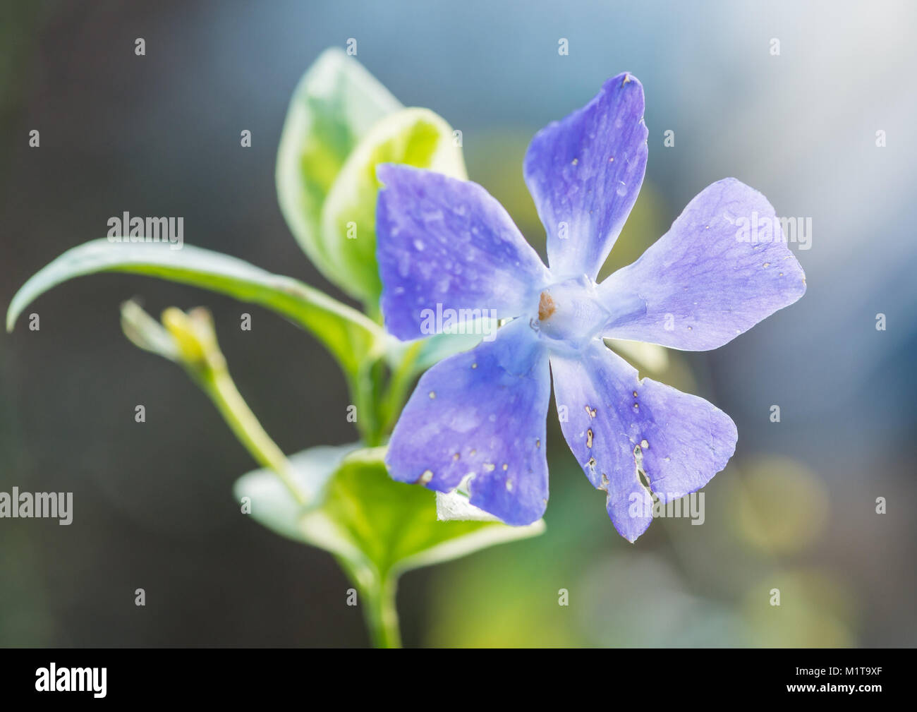 Blue periwinkle hi-res stock photography and images - Alamy