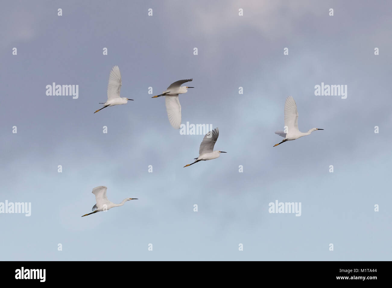 Flock of Snowy Egrets (Egretta thula) flying overhead - Merritt Island ...