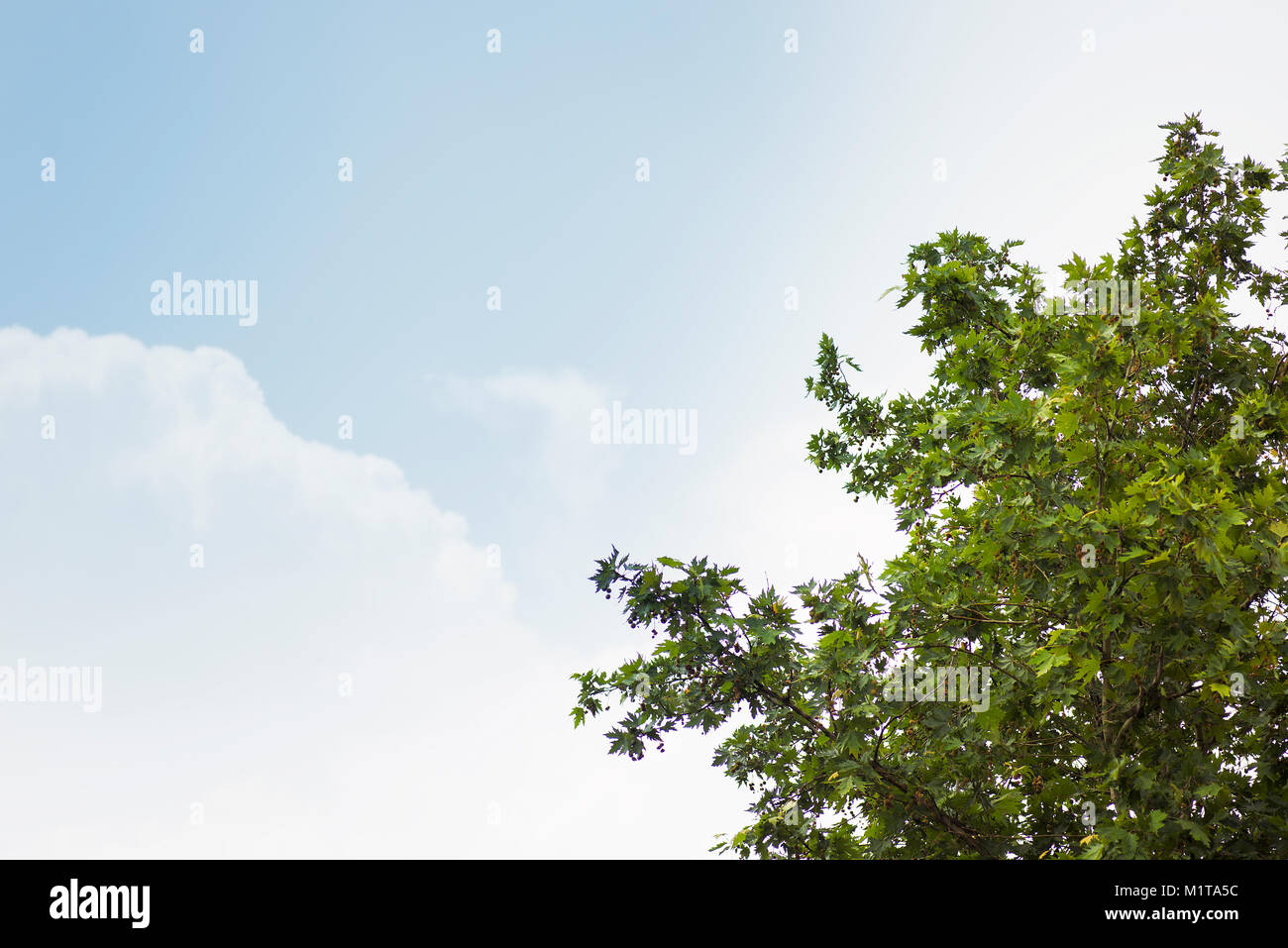 Sycamore tree branches and leaves textured background in front of a ...