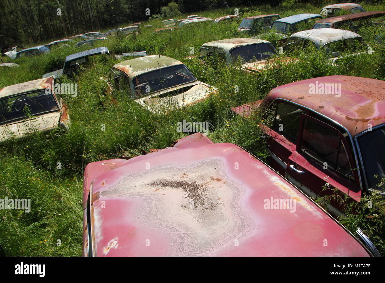 The abandoned car cemetery hidden deep in the Swedish woods. Nature is ...