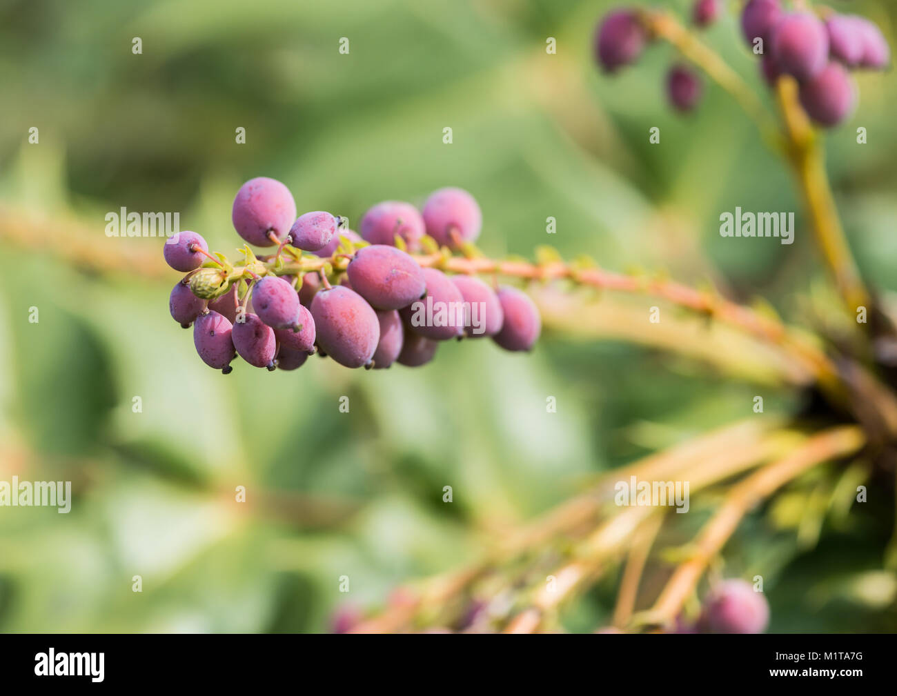 Mahonia japonica hi-res stock photography and images - Alamy