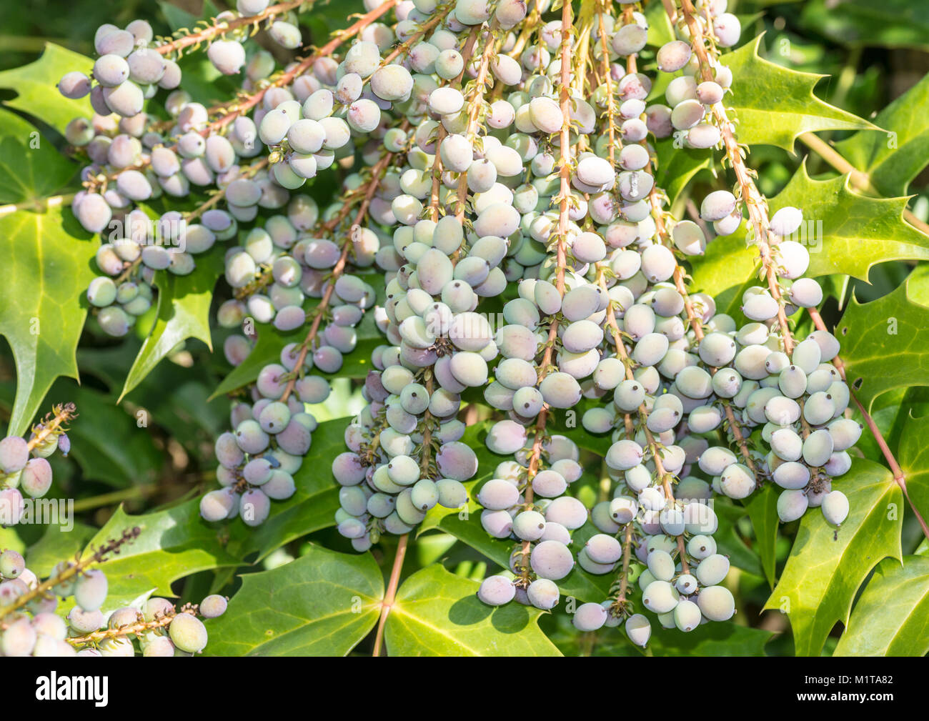Mahonia japonica hi-res stock photography and images - Alamy