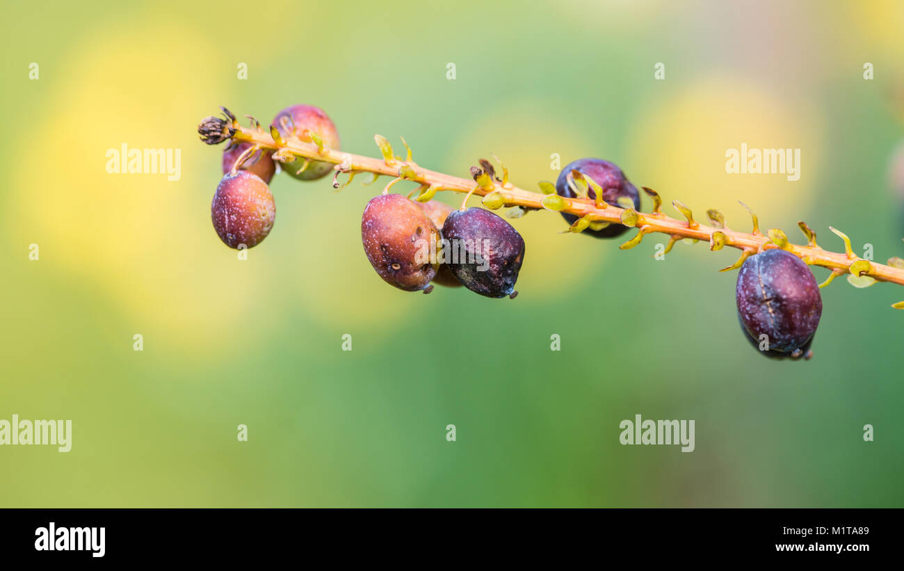 Mahonia japonica berries hi-res stock photography and images - Alamy