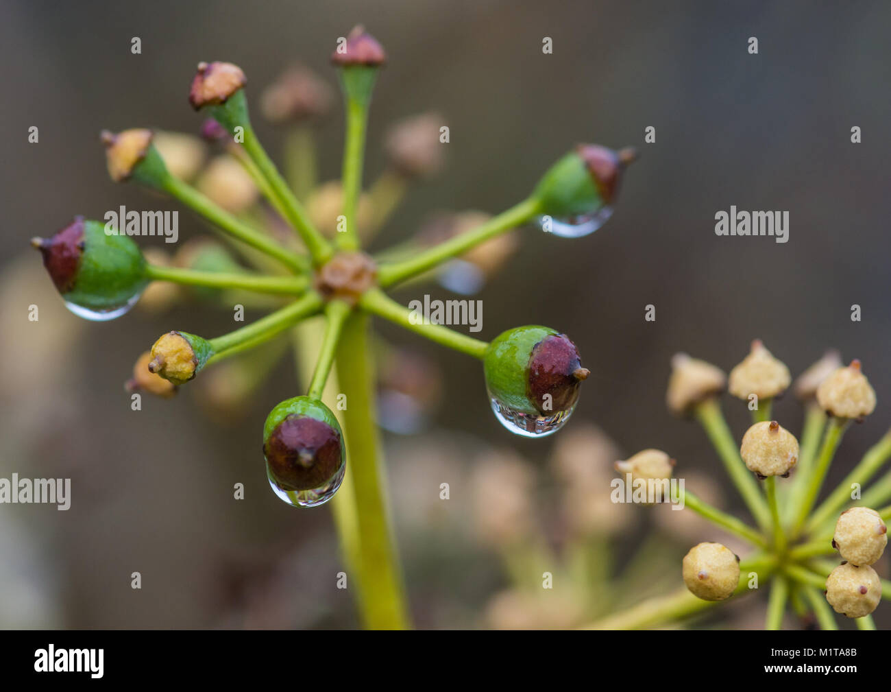 Up close shot hedera helix hi-res stock photography and images - Alamy