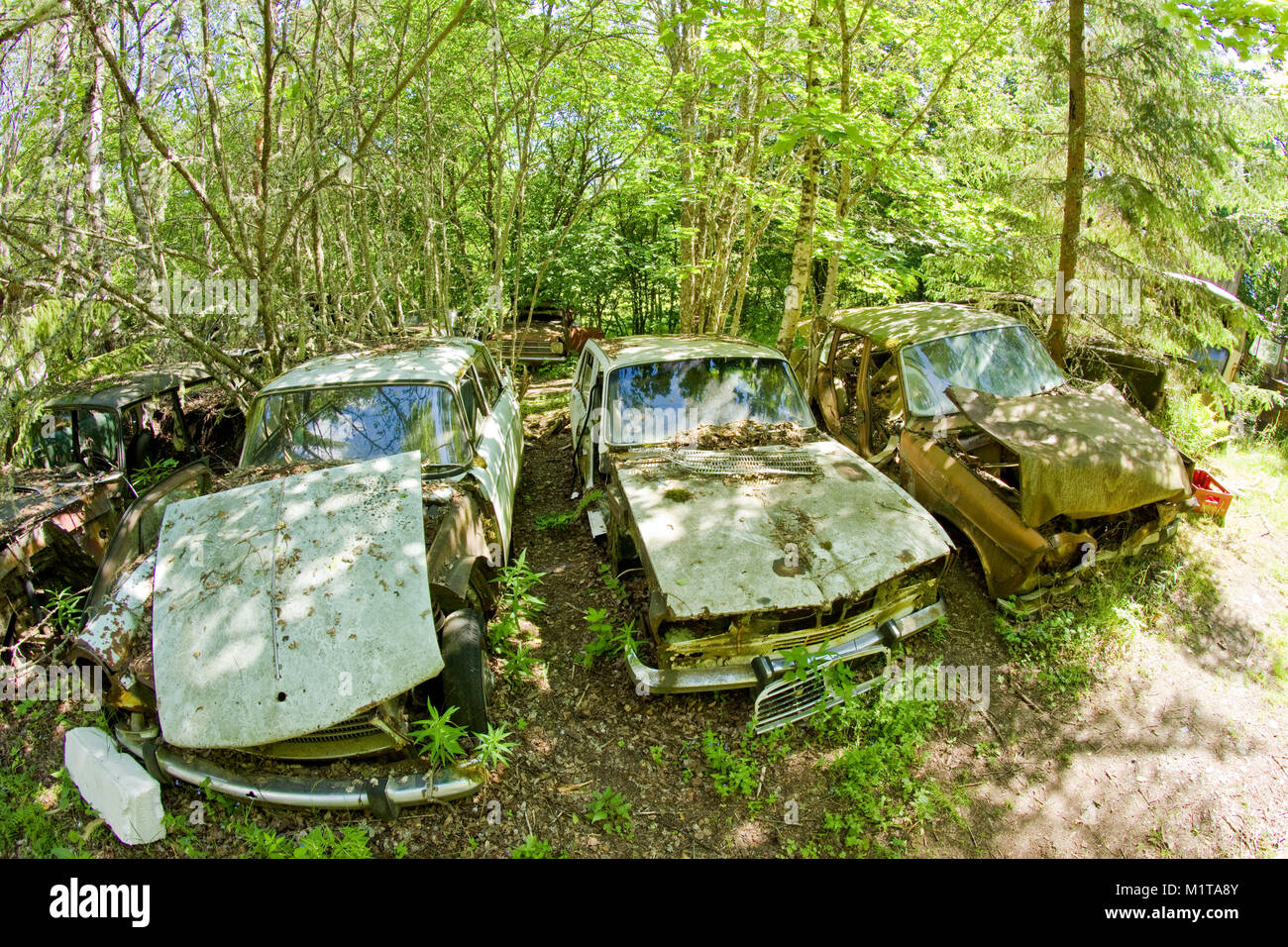 The abandoned car cemetery hidden deep in the Swedish woods. Nature is ...