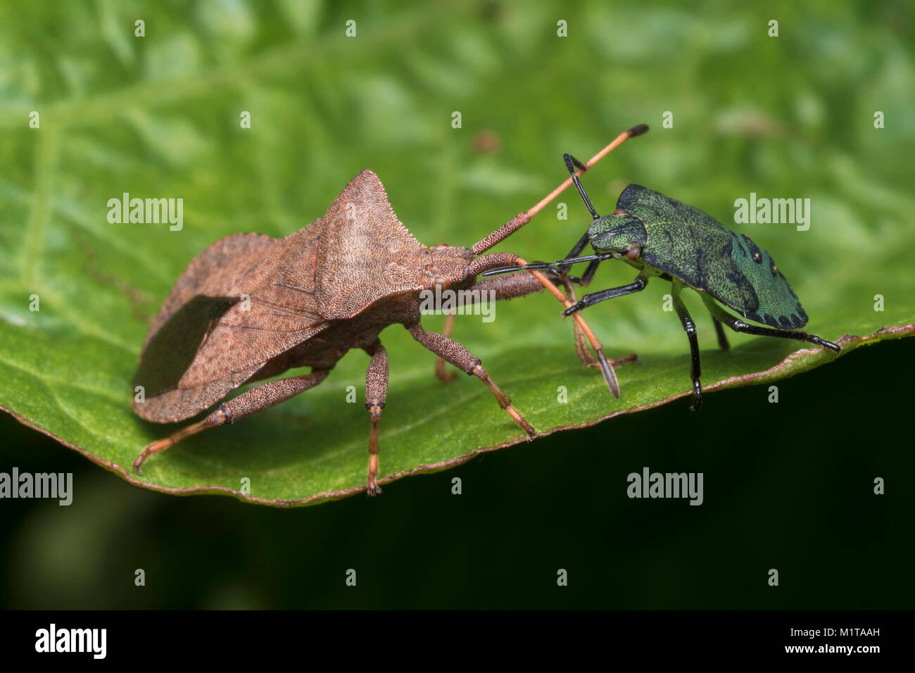 Climbing bugs hi-res stock photography and images - Alamy