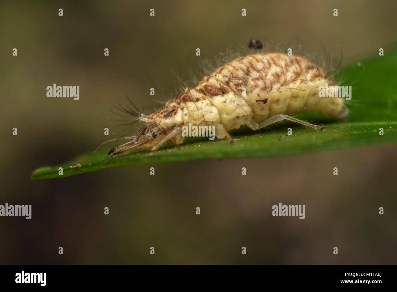 Lacewing larvae hi-res stock photography and images - Alamy