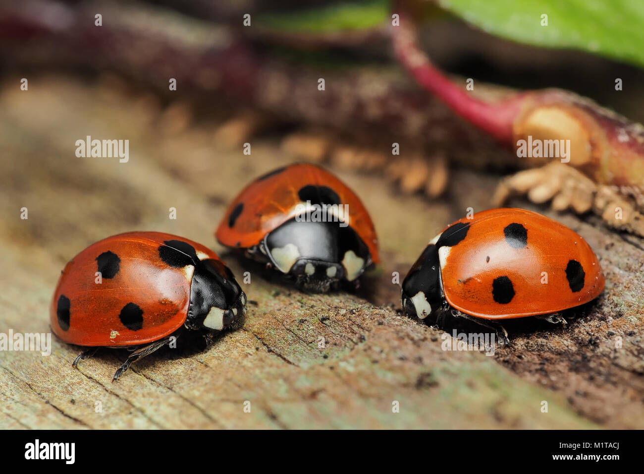 Three 7-spot Ladybirds (Coccinella septempunctata) resting together on ...