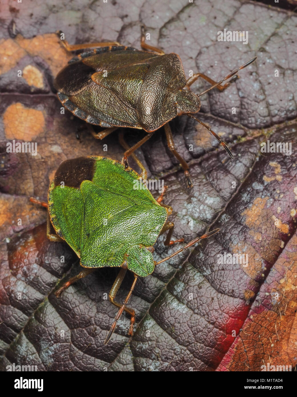 Two Green Shieldbugs (Palomena prasina) on a bramble leaf. Top one is ...