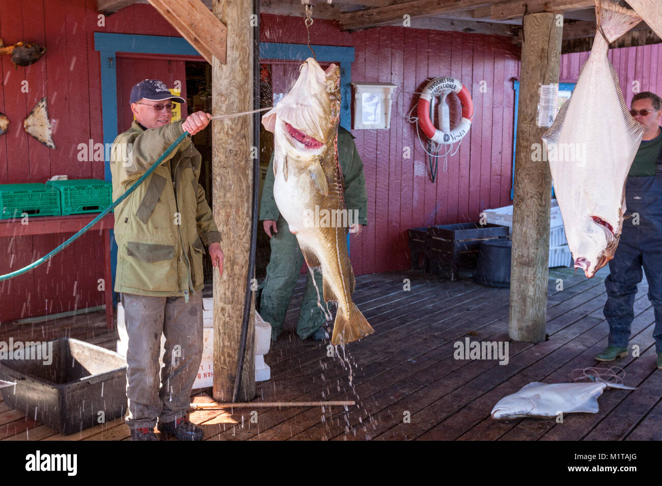 Fisherman with an Arctic Cod in Å, a small fishing village specializing ...
