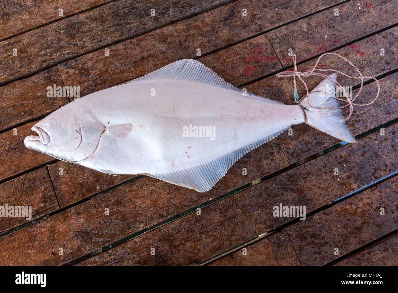 Halibut, Å, a small fishing village specializing in stockfish, Moskenes ...