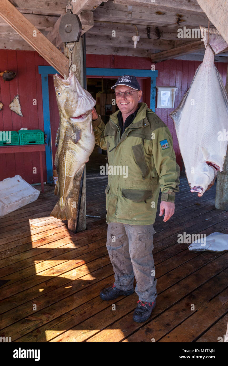 Fisherman with an Arctic Cod in Å, a small fishing village specializing ...