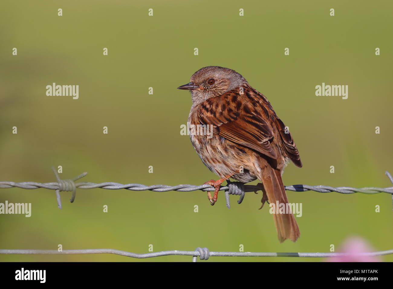 Yorkshire garden birds hi-res stock photography and images - Alamy
