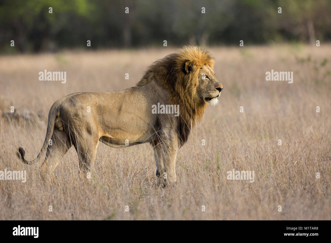 Lion Males High Resolution Stock Photography and Images - Alamy
